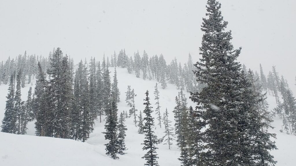 Pow Trees - Monarch Mountain