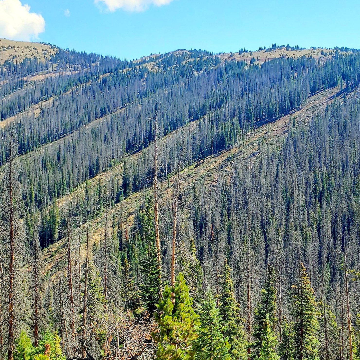 Trail Maps - Monarch Mountain