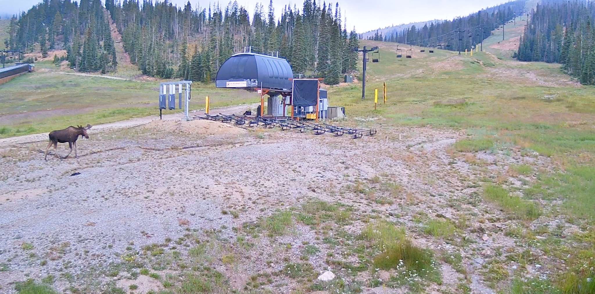 Monarch Moose - Monarch Mountain